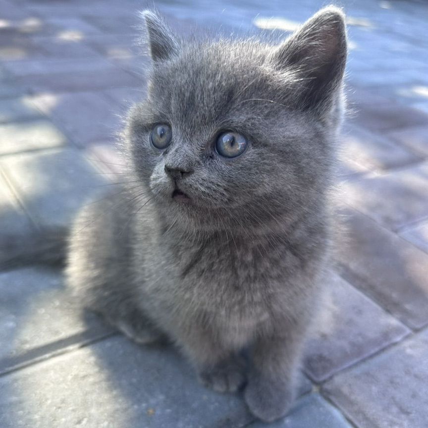 Котята от мамы шотландки