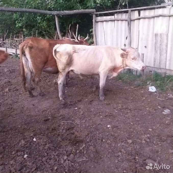 Бычки и быки