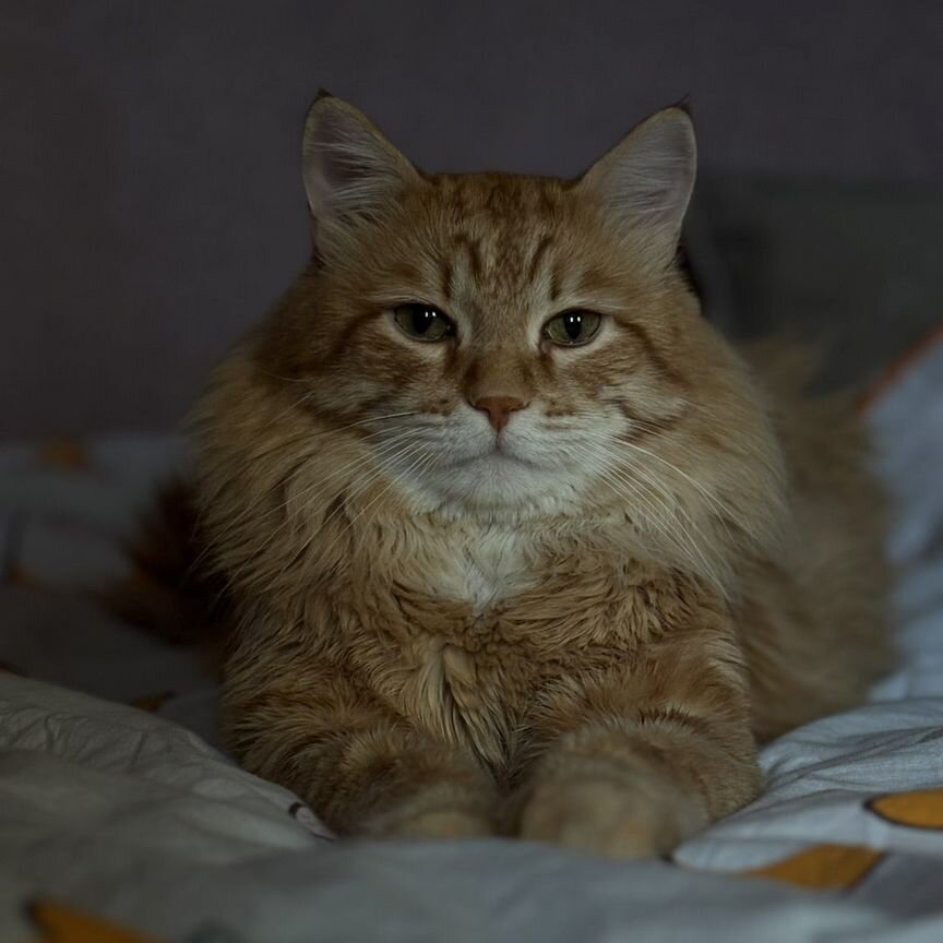 Сибирский кот, вязка