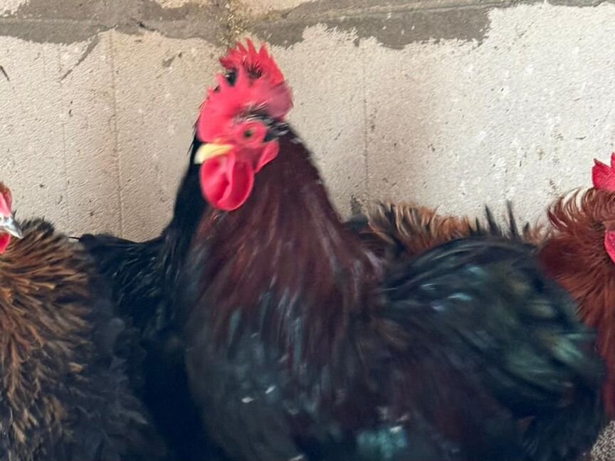 Куры несушки