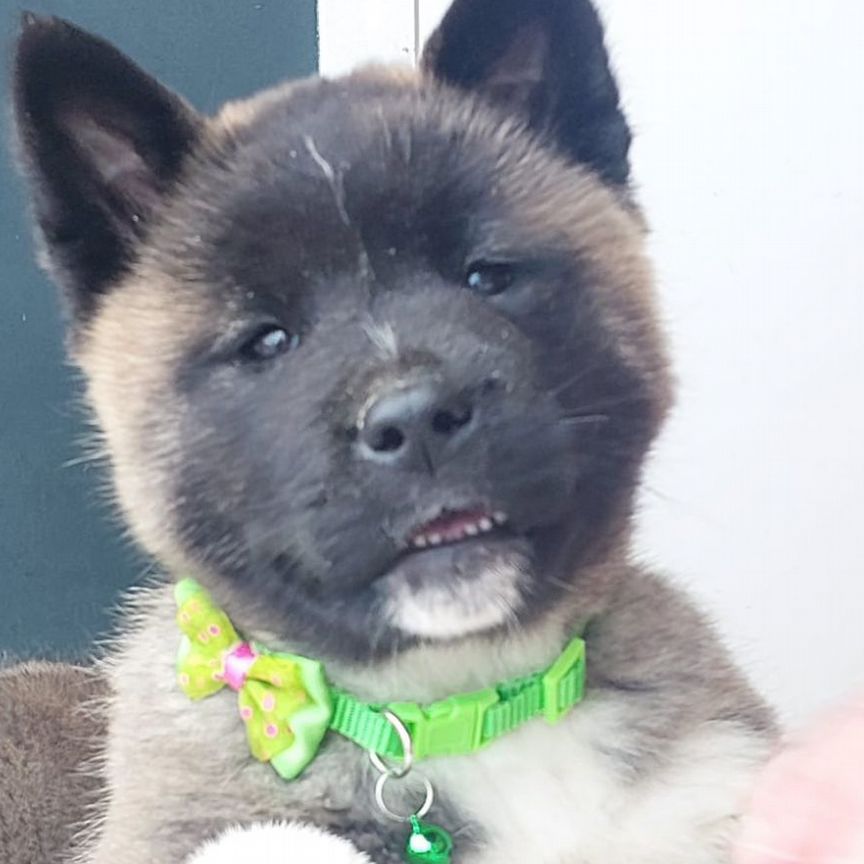 Акитосики с РКФ