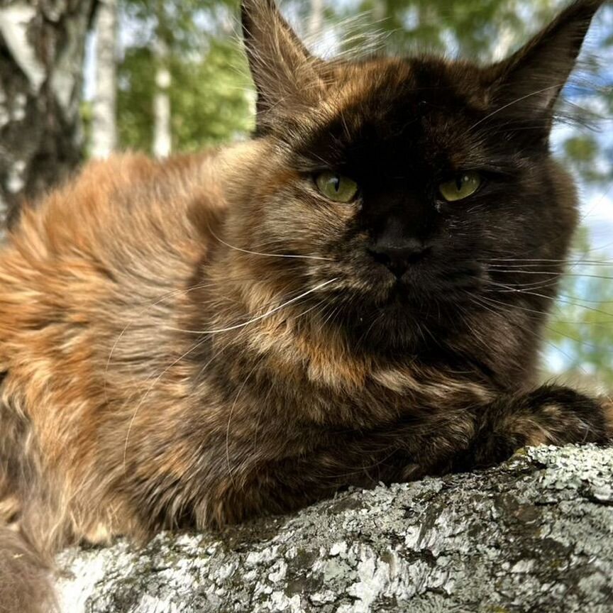 Мейн-кун котенок девочка