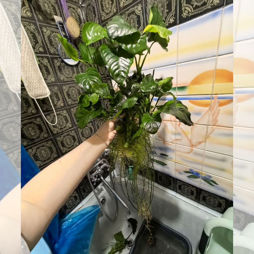 Анубиас бесплатно