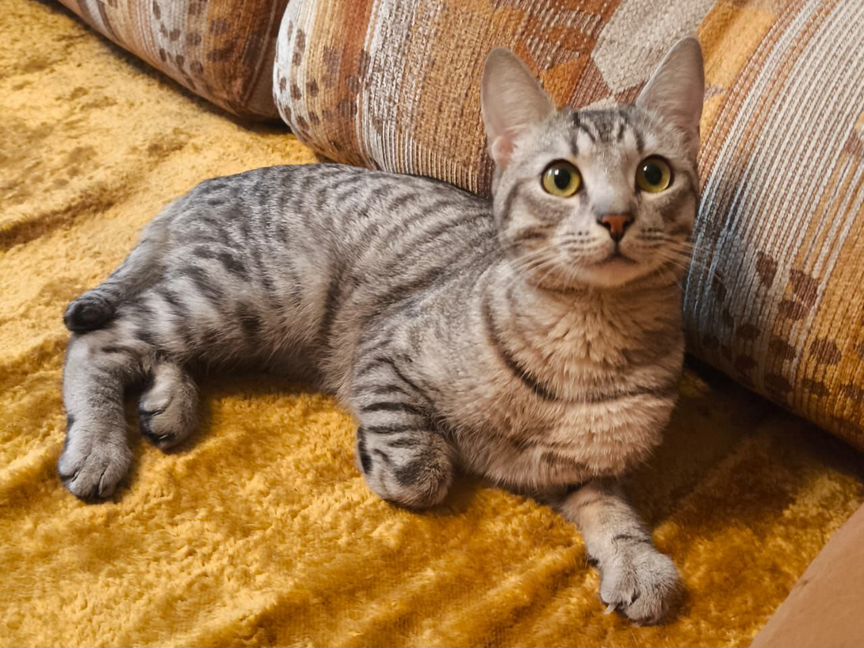 Нежный и ласковый подросток ищет дом