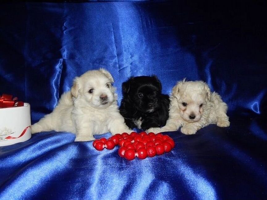 Щенки мальтипу