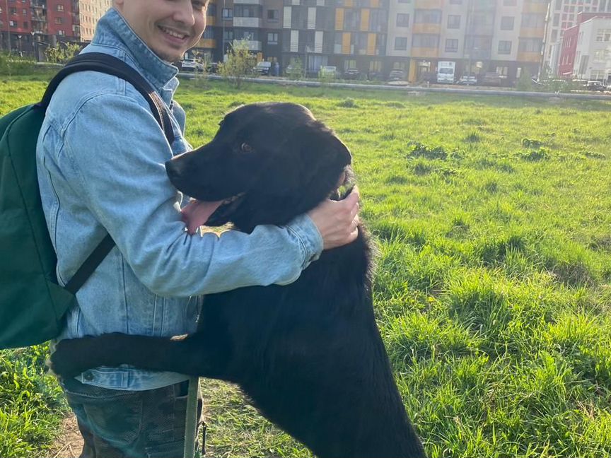 Собака в добрые руки восточно европейская овчарка