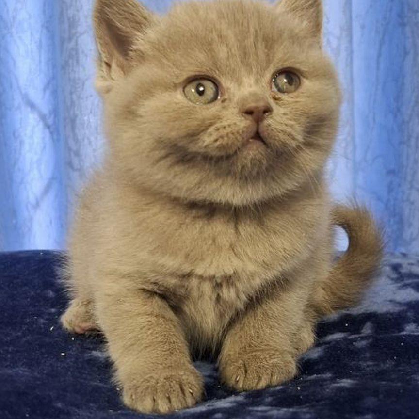 Британский короткошёрстный котёнок
