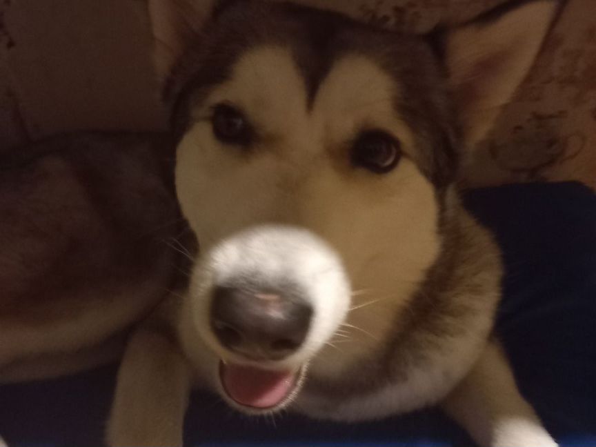 Сибирский хаски