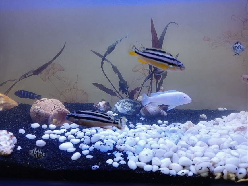 Аквариум рыбки