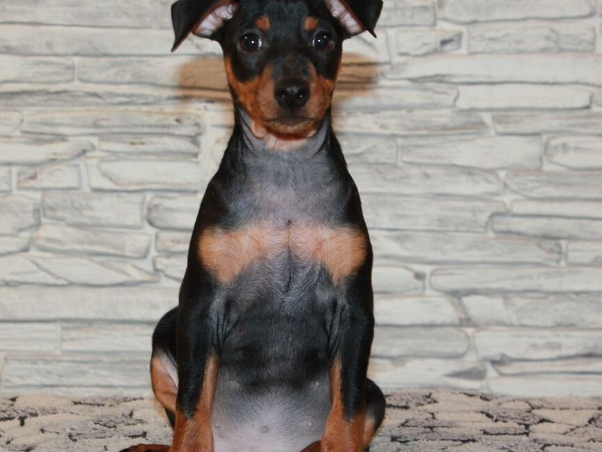 Щенки карликового (цверг) пинчера