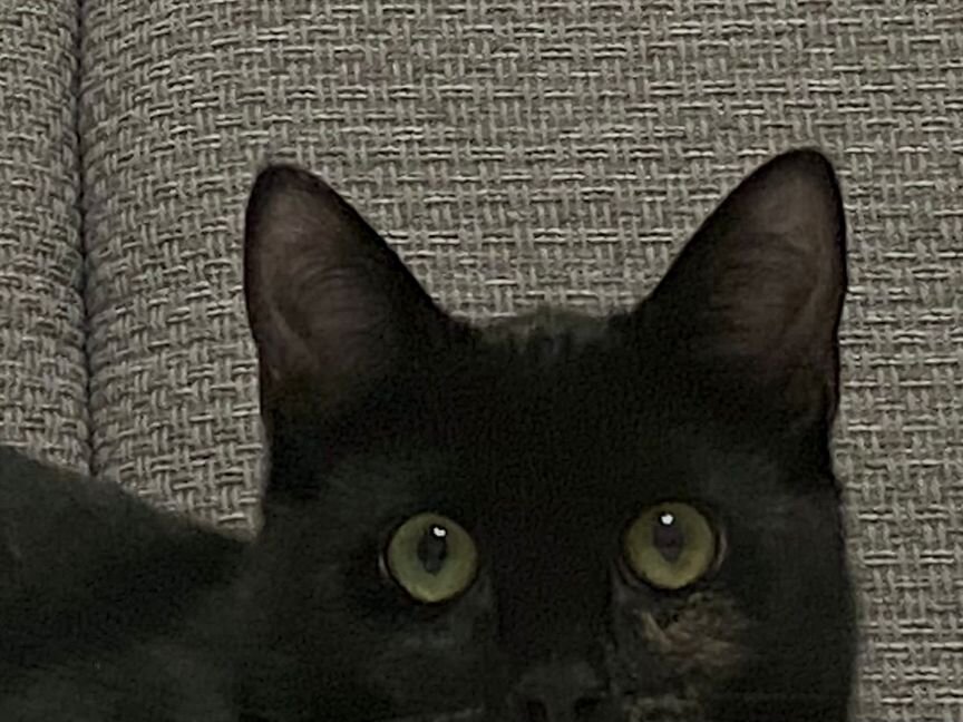Кошка ищет дом