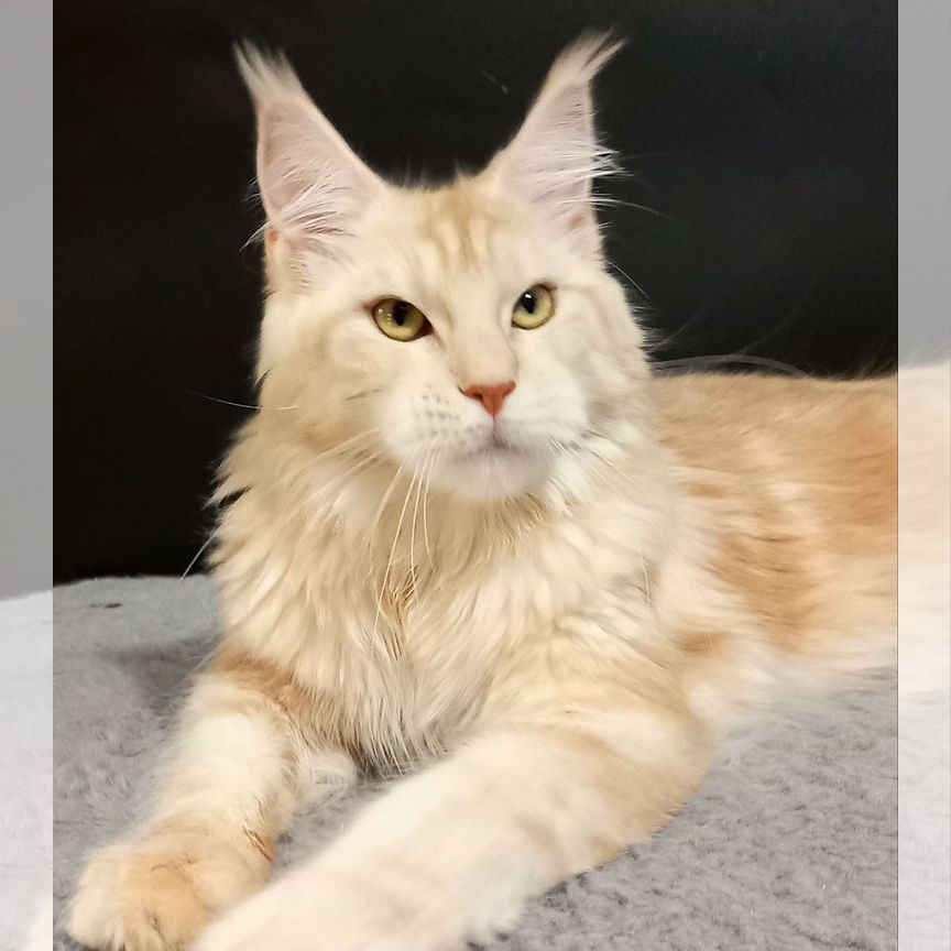 Мейн-кун котёнок