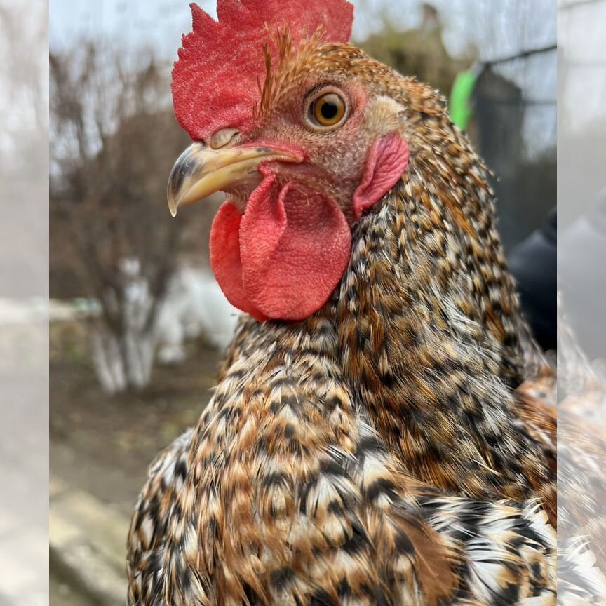 Молодые петушки