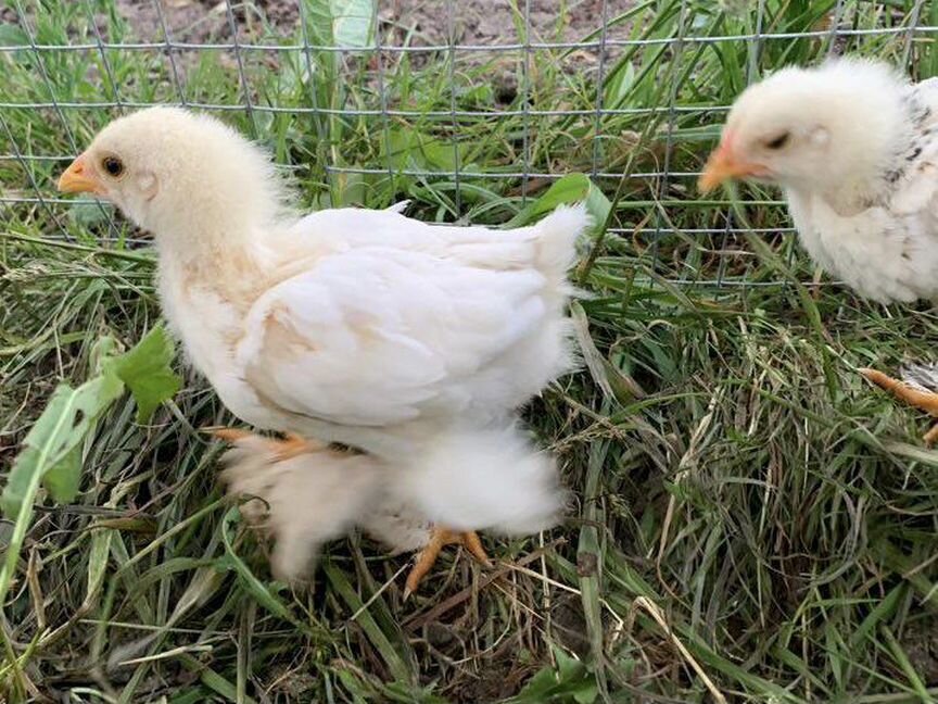 Цыплята брама Колумбийская,Белое золото