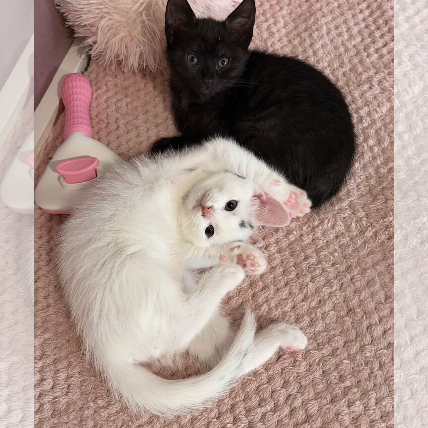 Котёнок в добрые руки