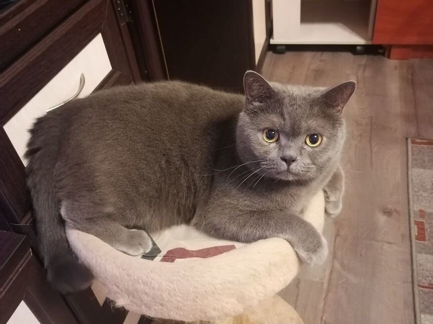 Шикарные котики