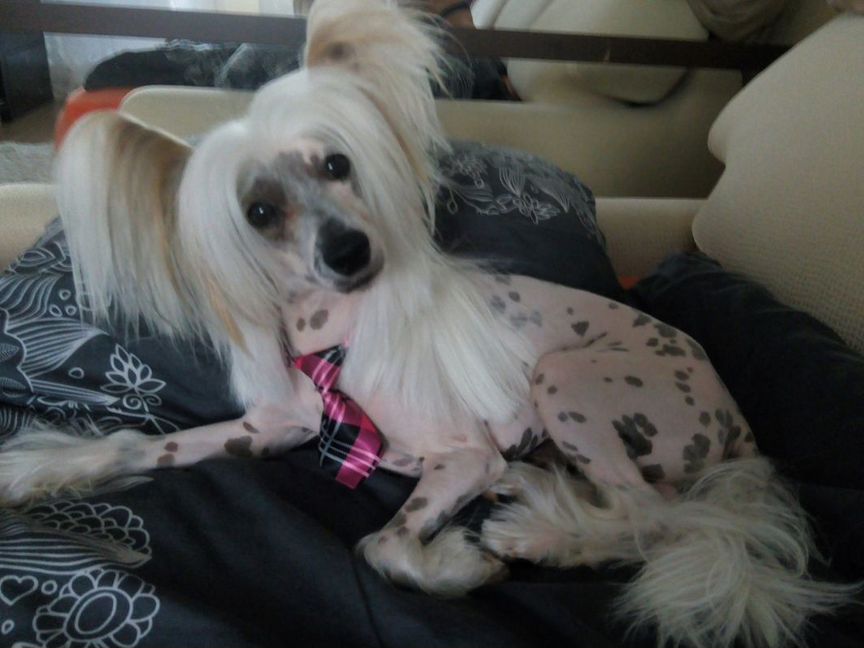 Ищем невесту С родословной Двух щеночков возьму