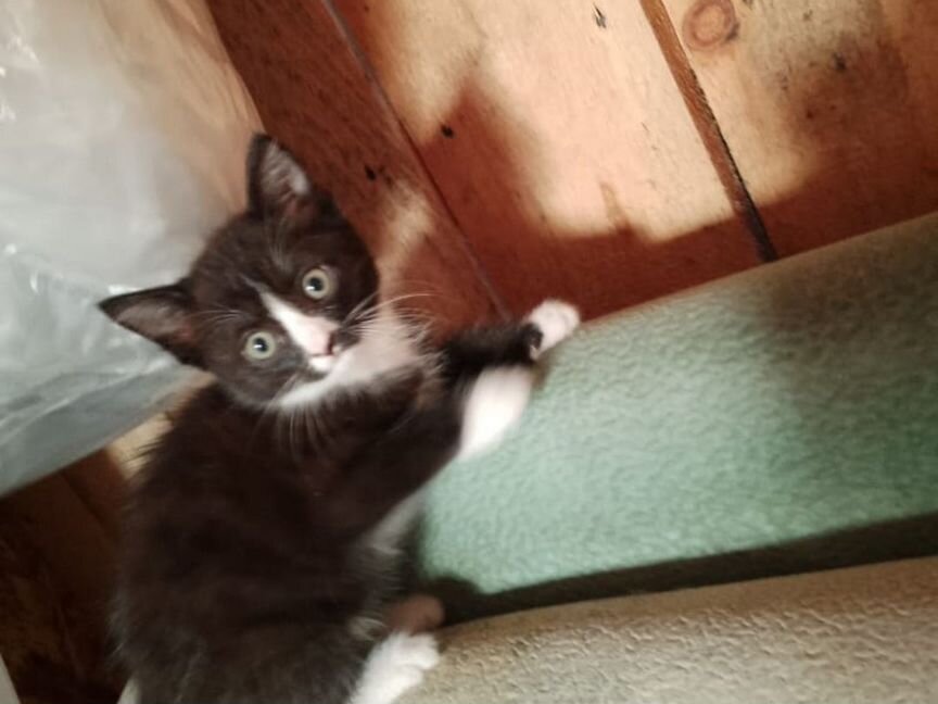 Отдам в добрые ручки котейку