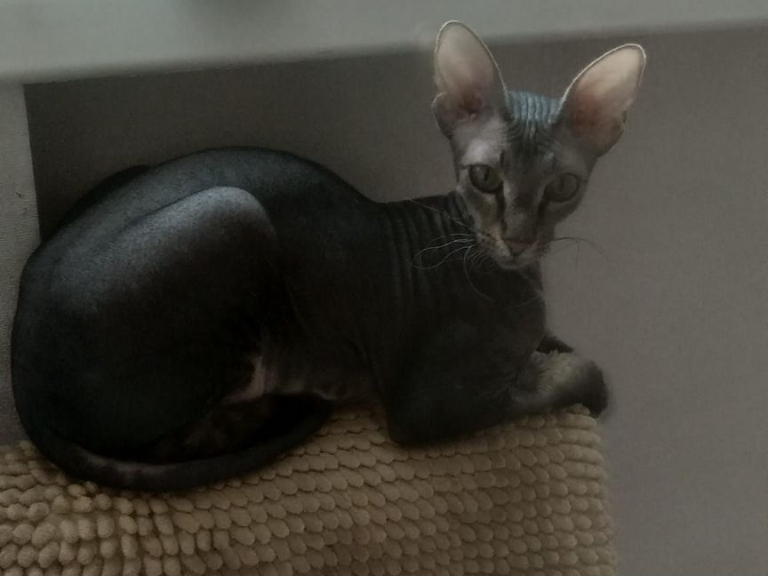 Кошка сфинкс бесплатно
