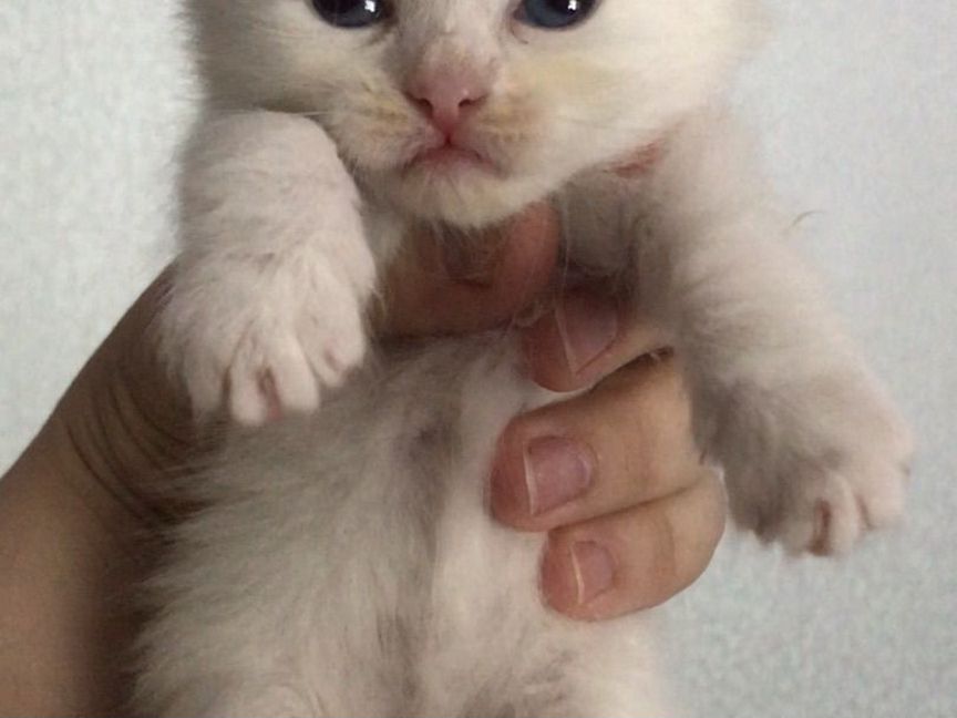 Невский маскарадный котенок 1