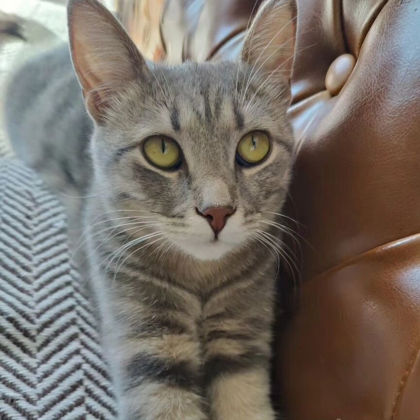 Кошечка Барселона в добрые руки