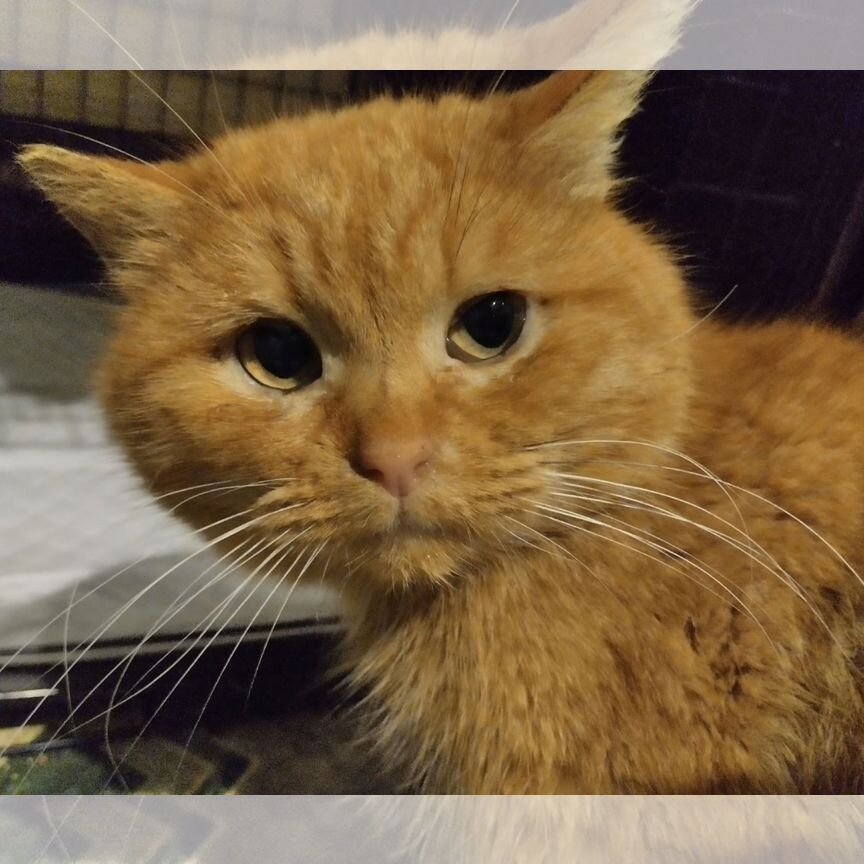 Взрослый кот в добрые руки