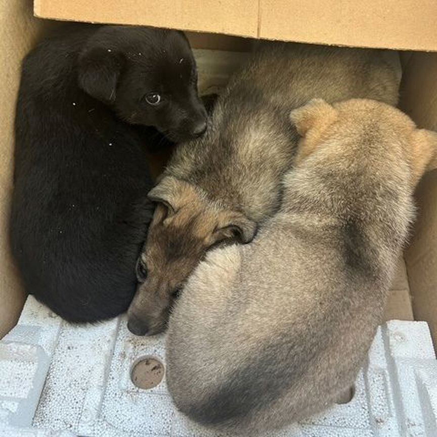 Отдам крупных щенят в руки