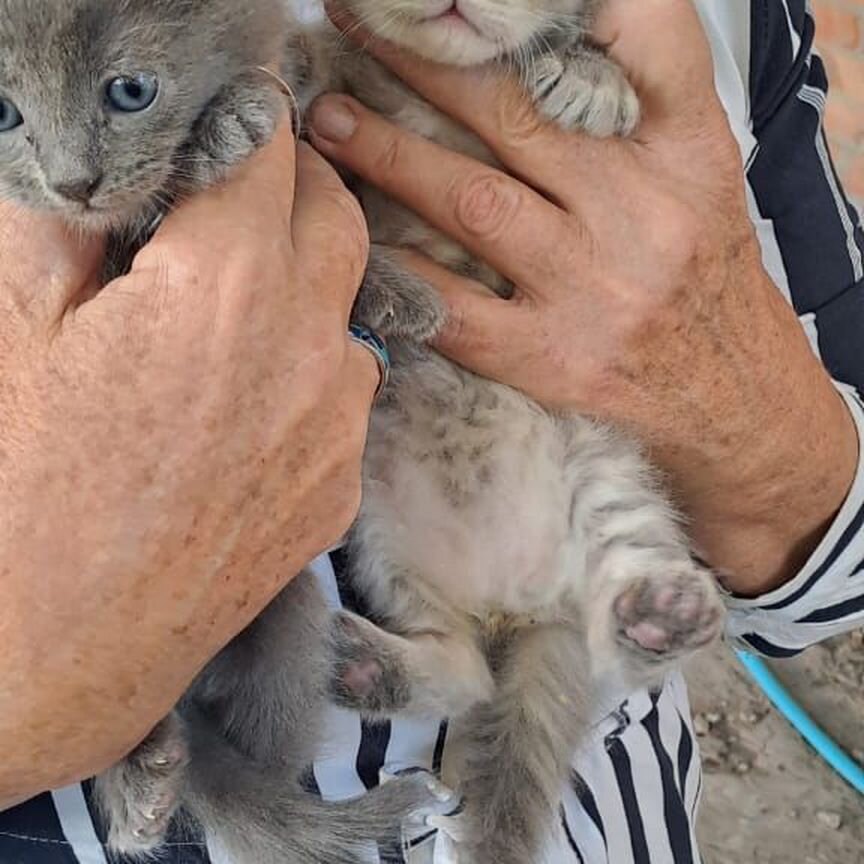 Котята в добрые руки мальчики 1 месяц