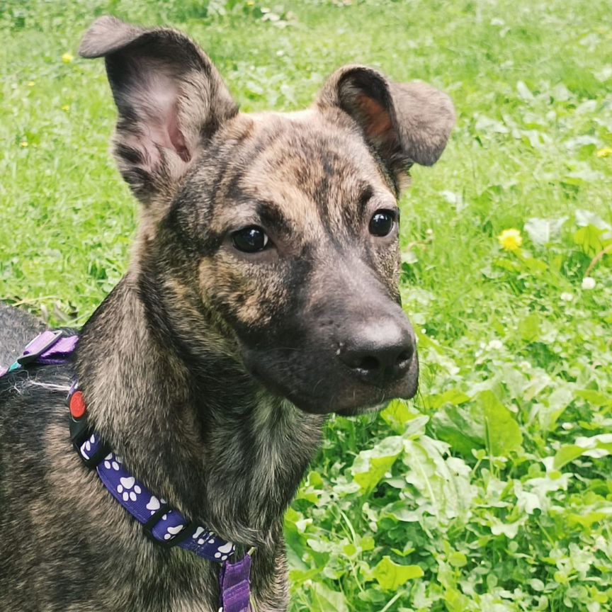 Милая девочка щенуля в дар