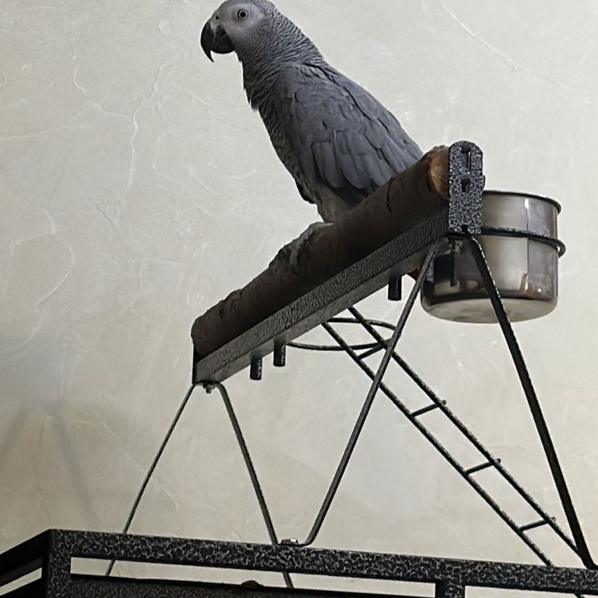 Ручной говорящий попугай