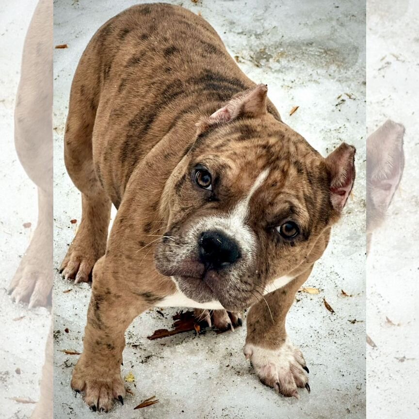 Американский булли, щенок