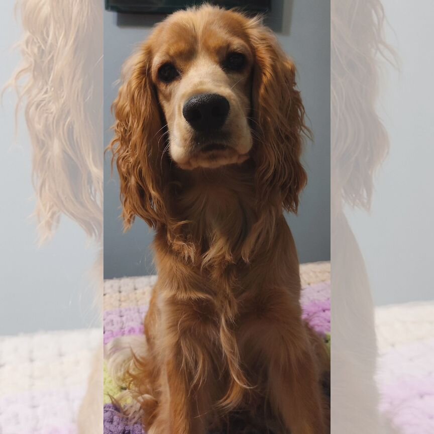 Английский кокер-спаниель, вязка