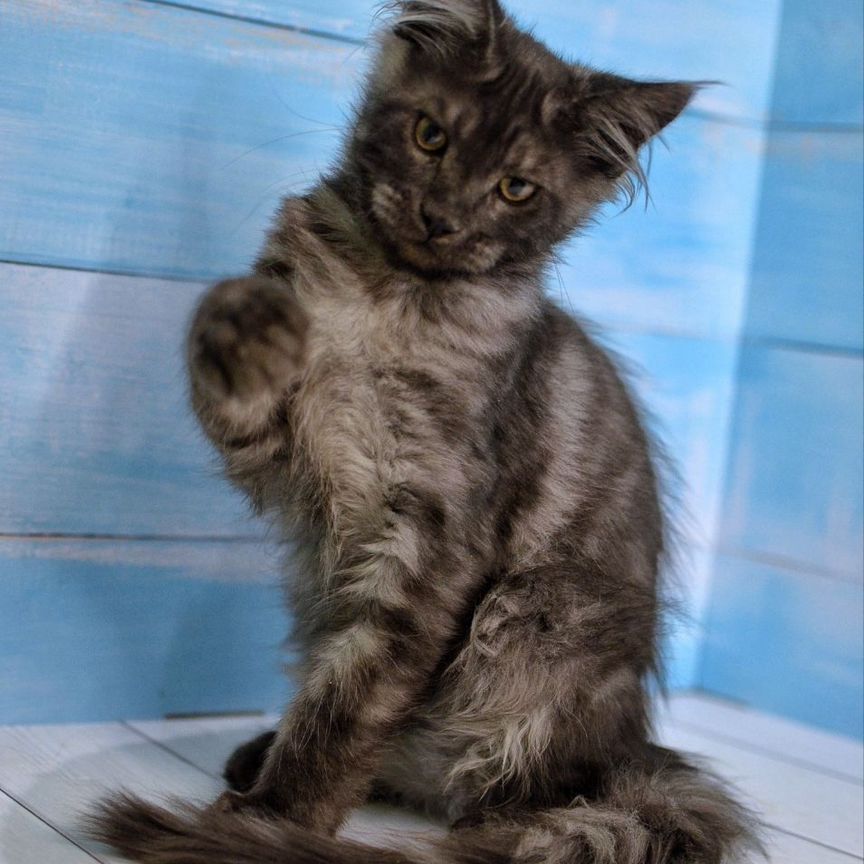 Мейн-кун котёнок