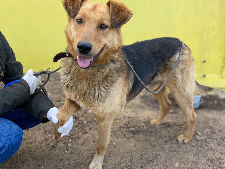 Собака кобель добрый бесплатно