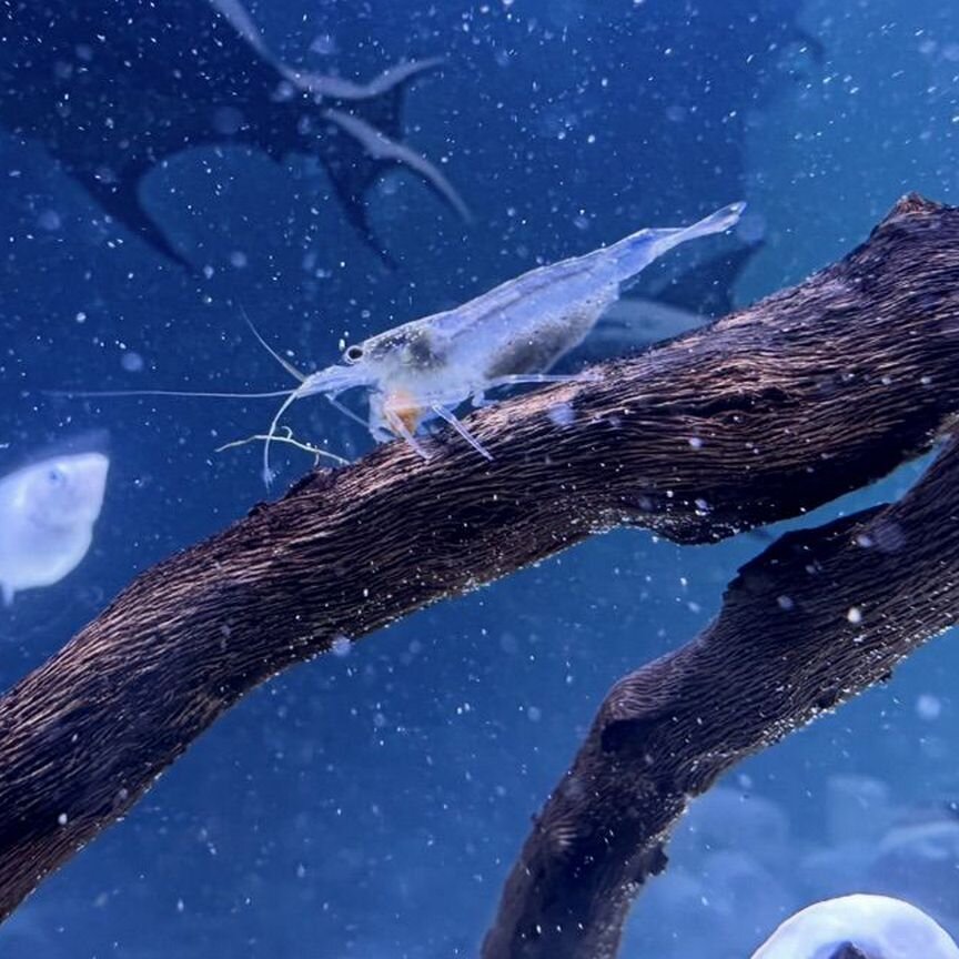 Креветки амано