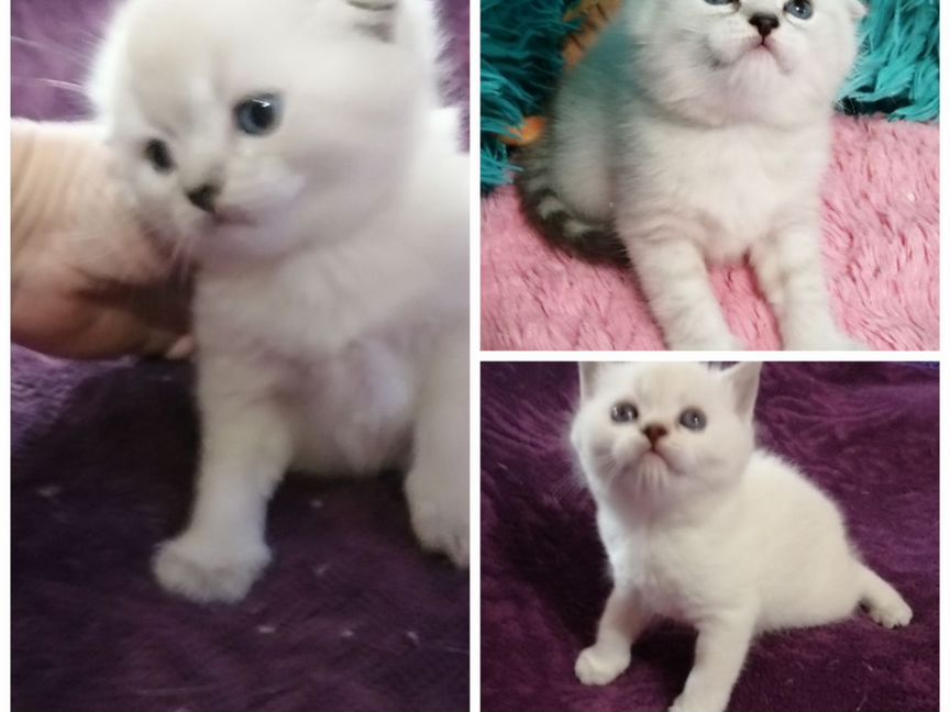 Шотландские котята