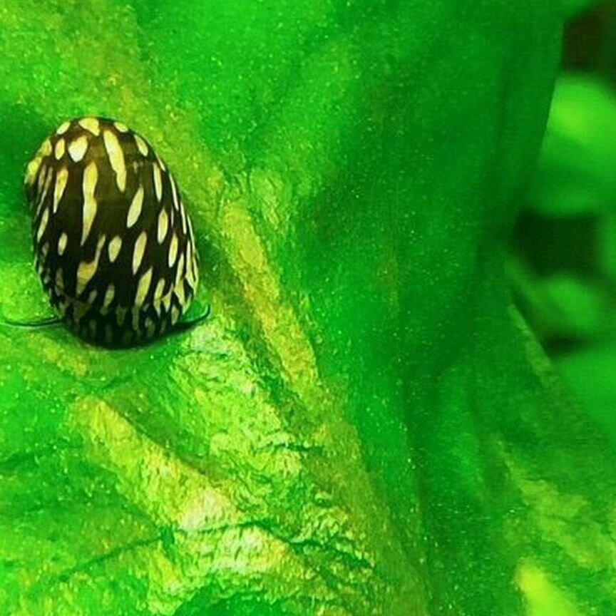 Улитка теодоксус