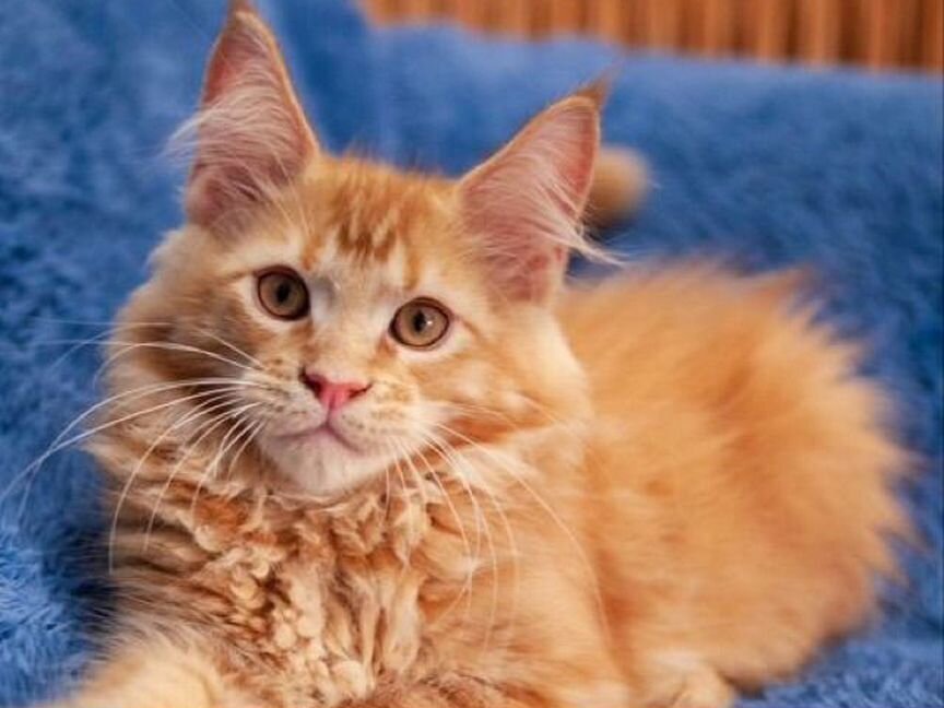 Рыжее очарование котенок мейн-кун