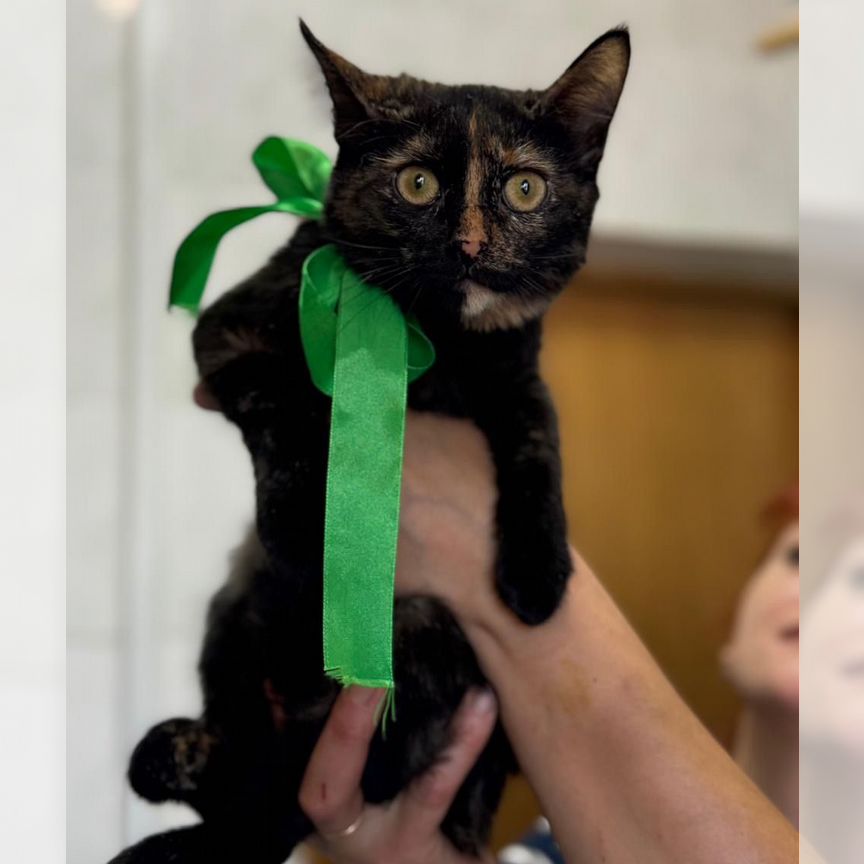 Взрослая кошка в добрые руки