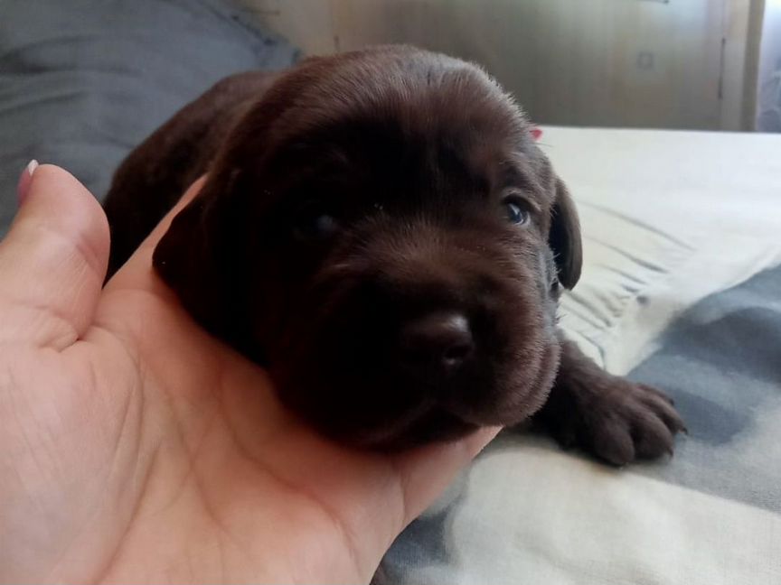 Щенки лабрадора шоколадные