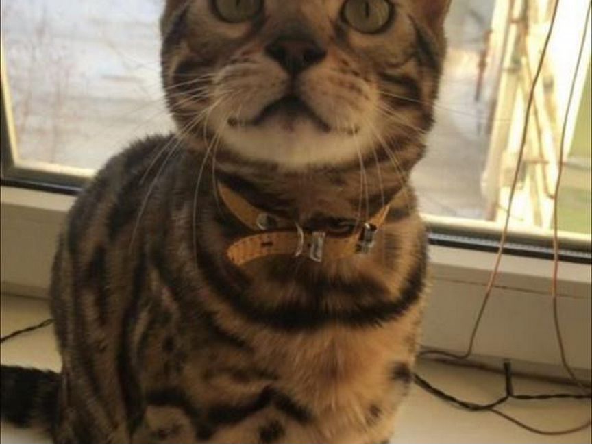 Отдам кота