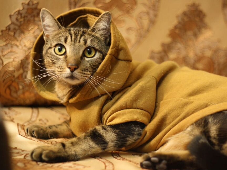Кошка в дар бесплатно в добрые руки кот котята