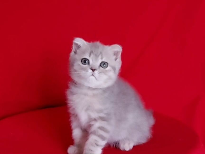 Шотландские котята