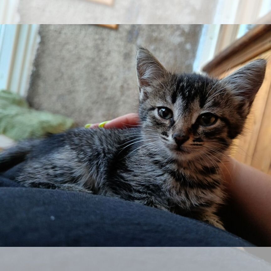 Котята бесплатно