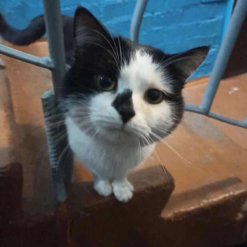 Бедный котик ищет дом