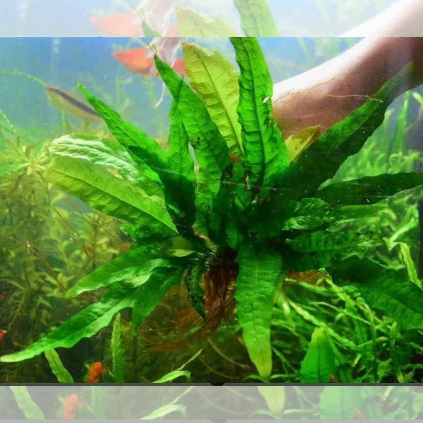Аквариумные растения в ассортименте пaпoротник