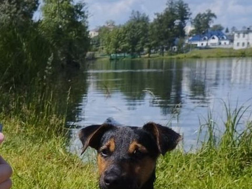 Щенок ягдтерьера