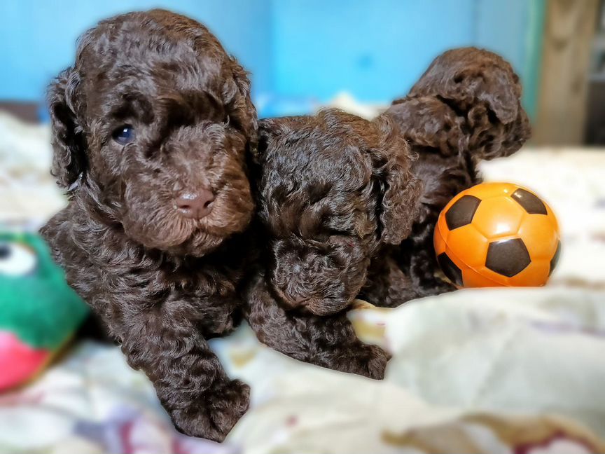 Той пудель рфк