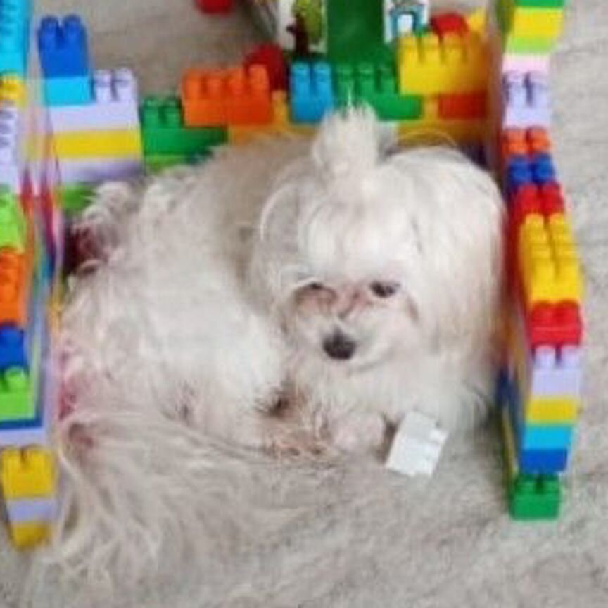 Отдам карликовую болонку