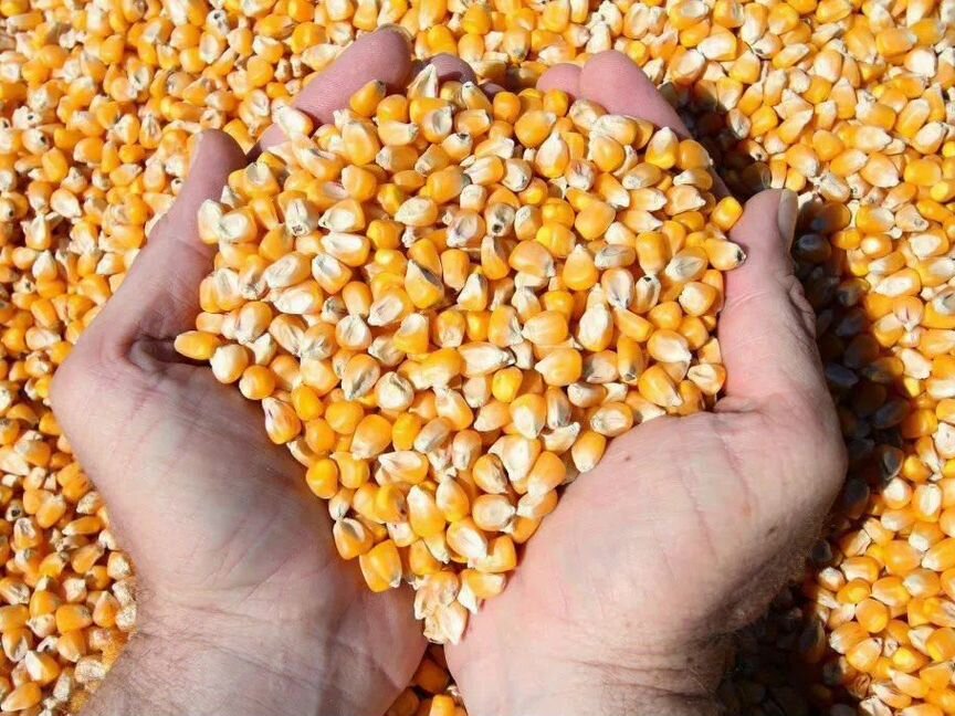 Кукуруза зерно